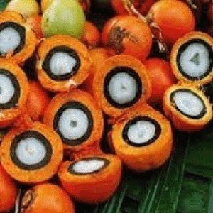 Tucuma Fruit - Dermatonics